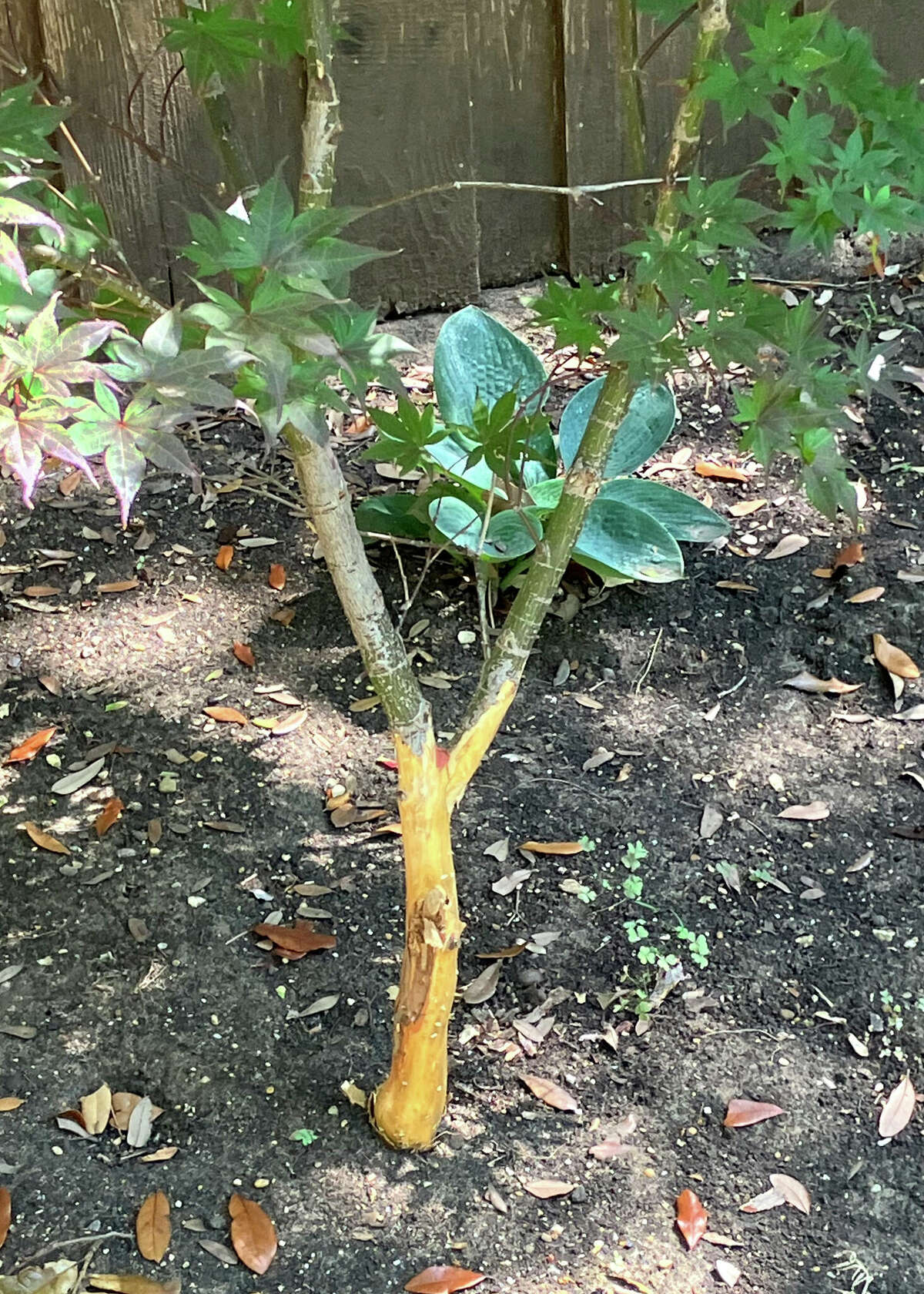 'We got caught with our plants down': Loquats not ready for cold