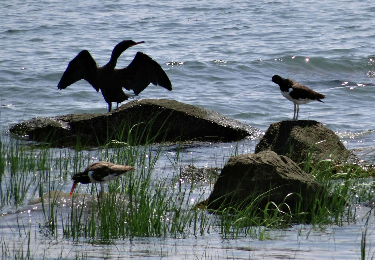 Greenwich has one of the best and worst beaches along the Sound