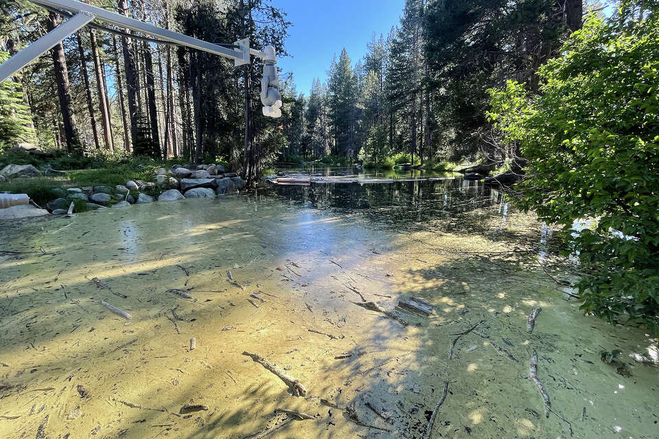 'Remarkable' amount of pollen is turning Lake Tahoe yellow