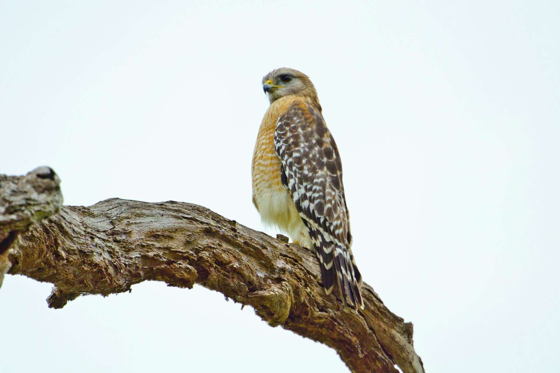 Diving hawk in Texas neighborhood stops mail deliveries