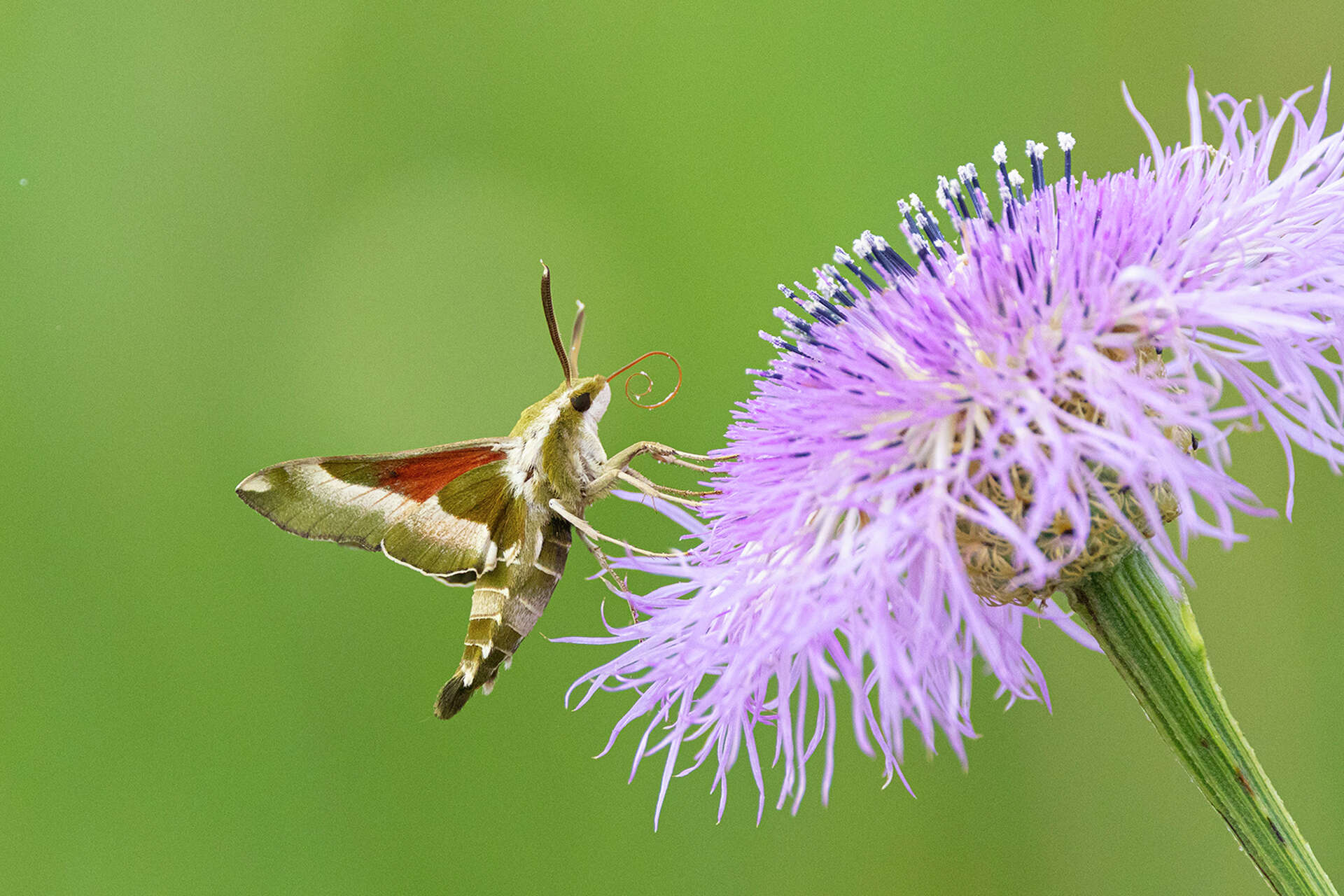 Sphinx moths look like hummingbirds hovering in the garden