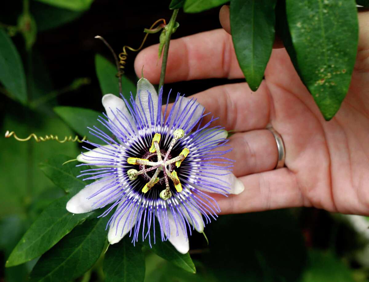 Berkeley decriminalizes some psychedelics, joining national movement
