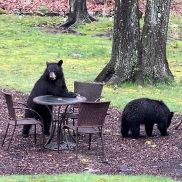 CT bear sightings are on the rise — here's why