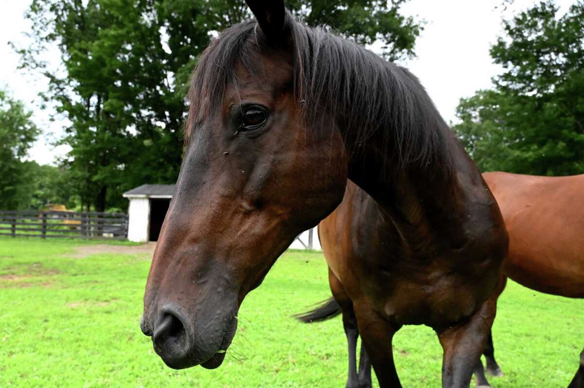 An Albany lobbyist who rides horses has become their fierce advocate