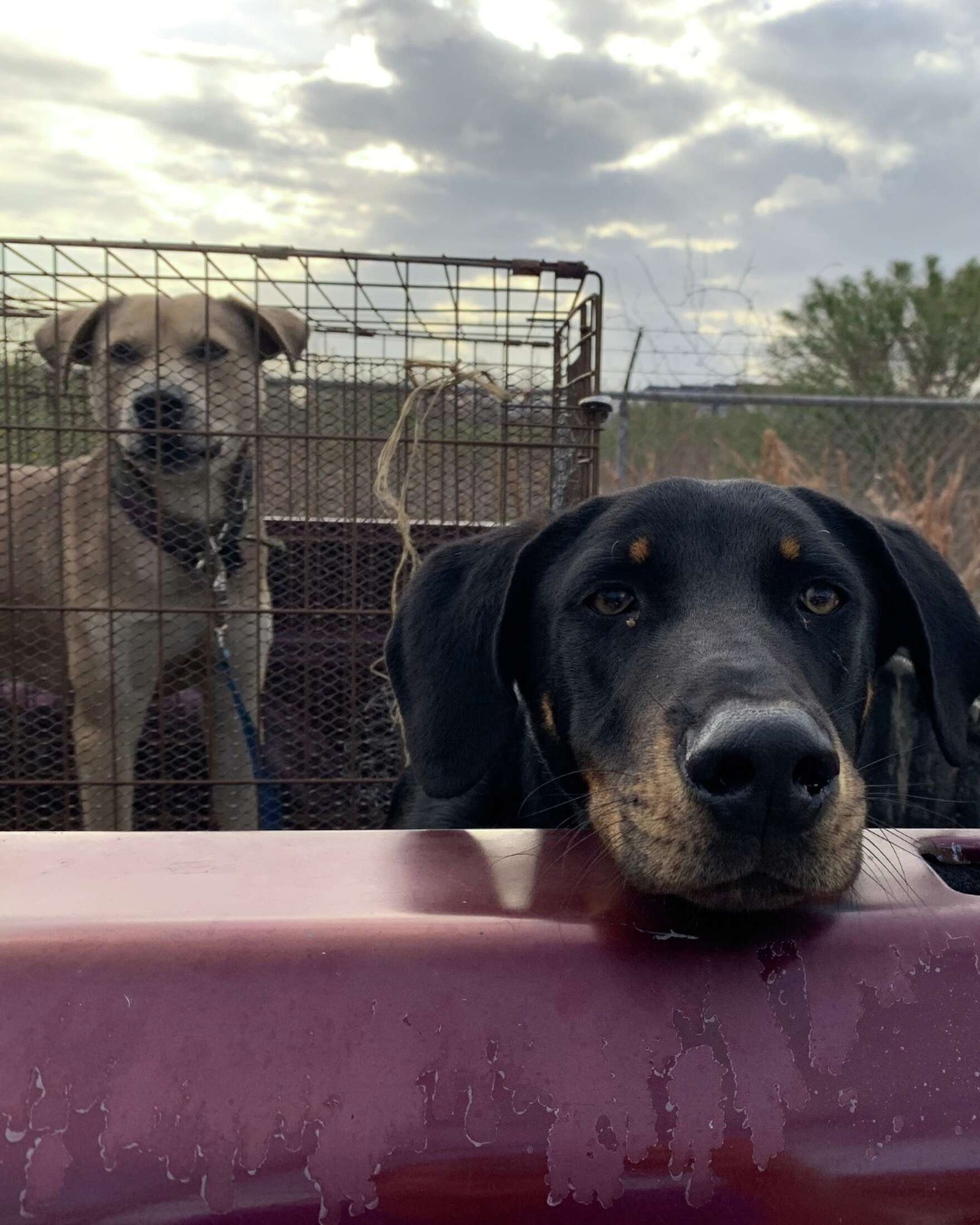 Found a Houston stray dog or cat? What to do when shelters are full