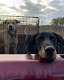 Found a Houston stray dog or cat? What to do when shelters are full