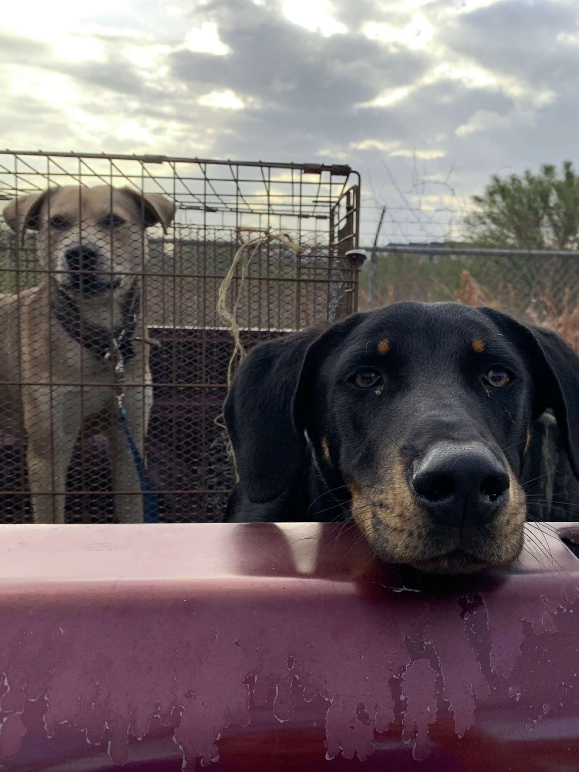 Found a Houston stray dog or cat? What to do when shelters are full