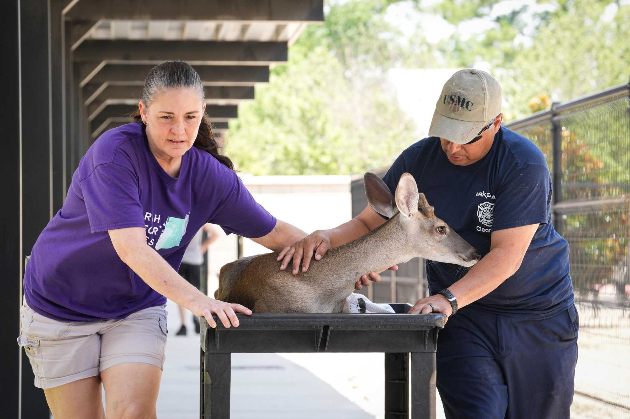 Michael Potter: Tips to help reduce or tolerate nature’s ‘four-legged ...