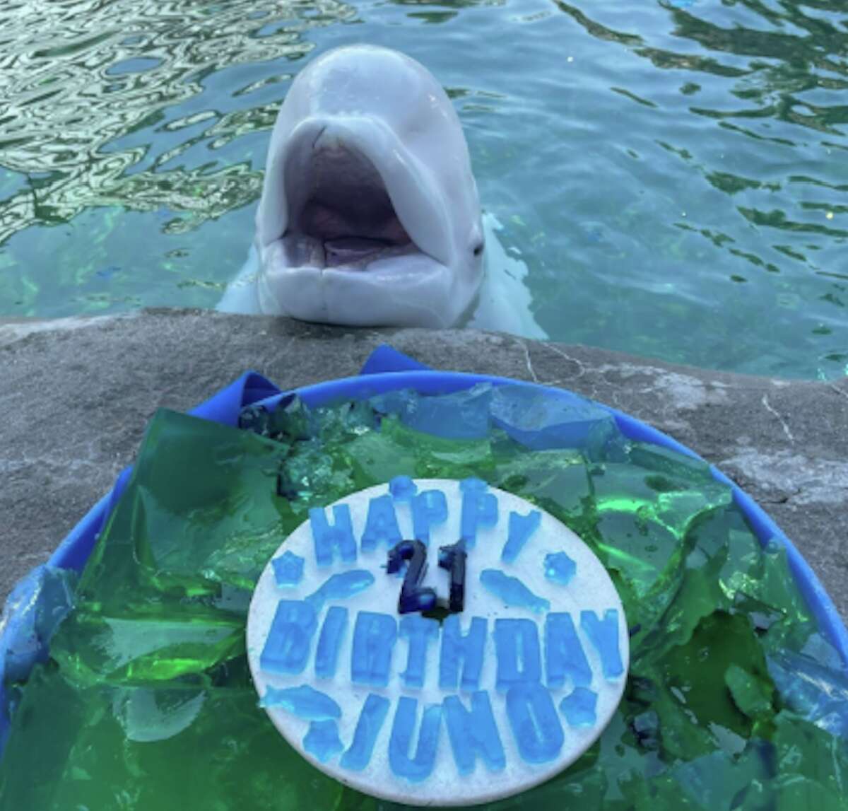 Mystic Aquarium to hold 21st birthday party for beluga whale