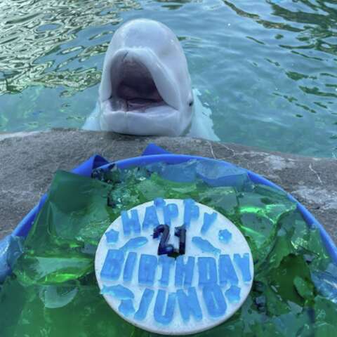 Mystic Aquarium to hold 21st birthday party for beluga whale