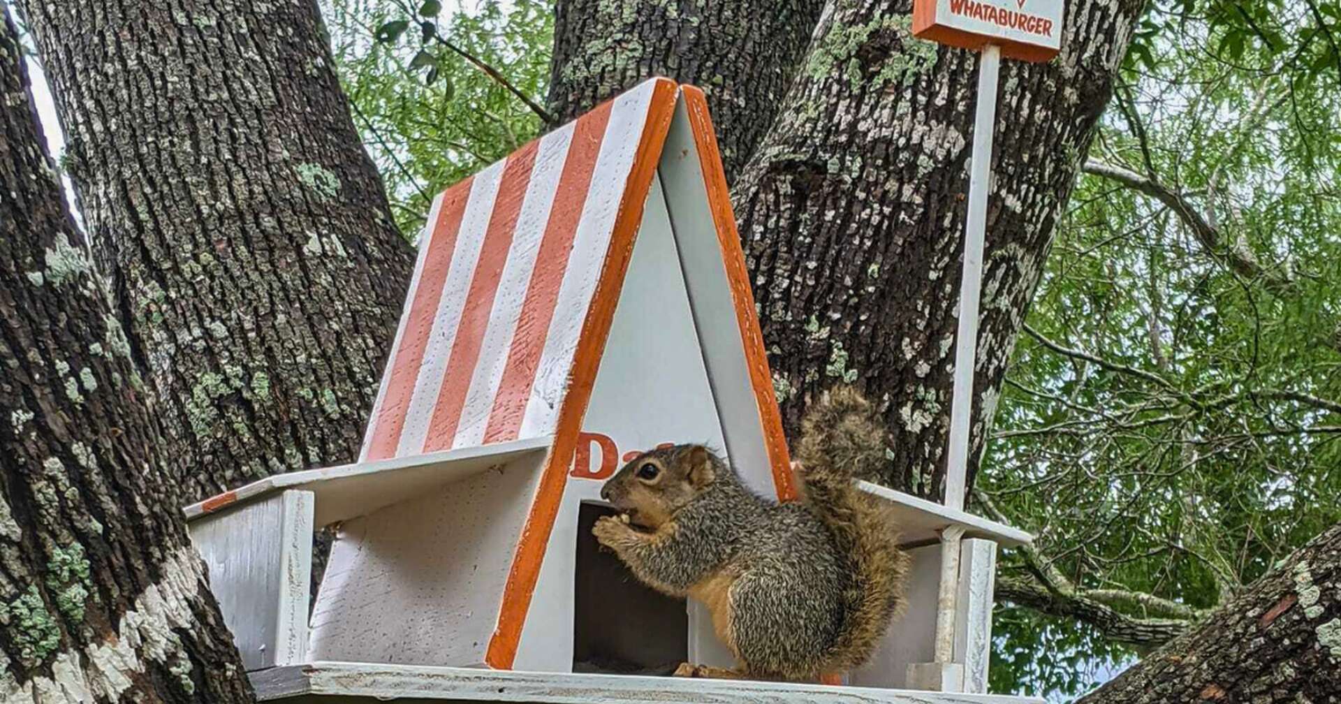 Texas family builds Whataburger home for orphan squirrel
