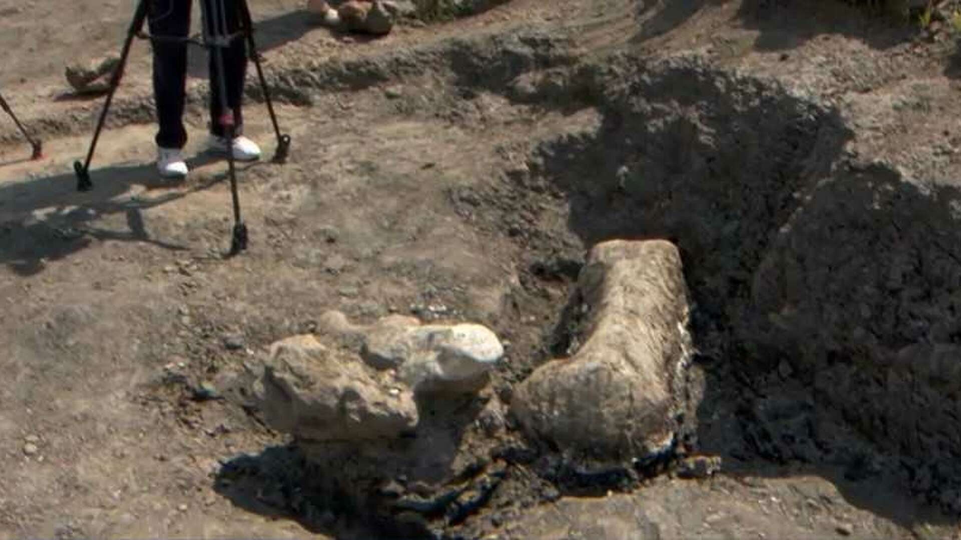 Extraordinary discovery: Massive dinosaur bone found at Maryland park