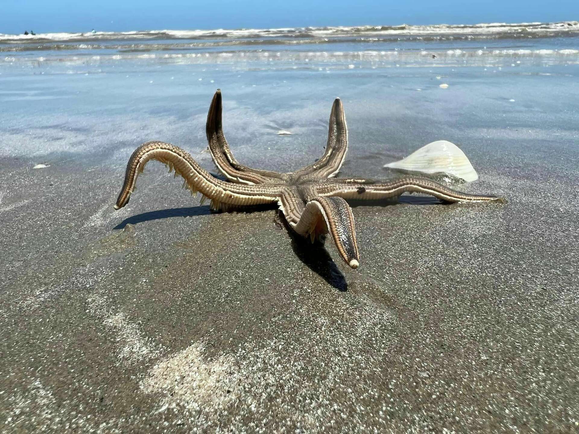 'Ginormous' starfish seen walking along Port Aransas