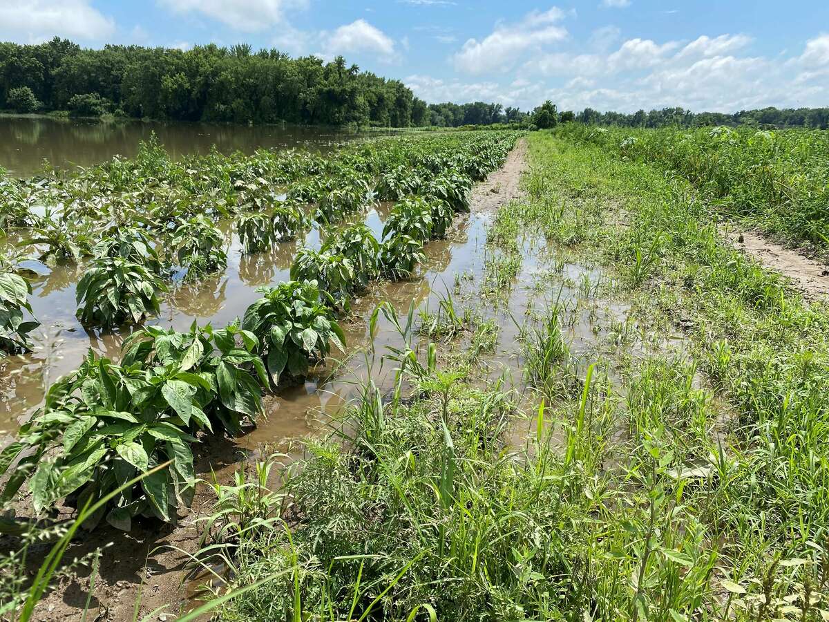 Connecticut River flooding causes farmers to lose crops