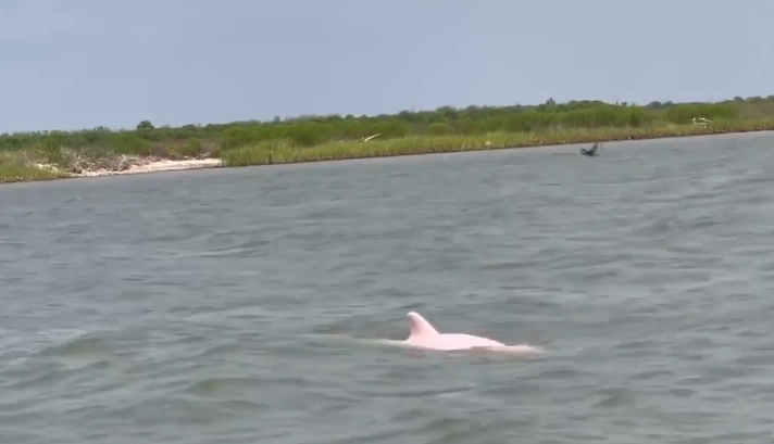 Pink dolphin caught on camera could be Louisiana's famous 'Pinky'
