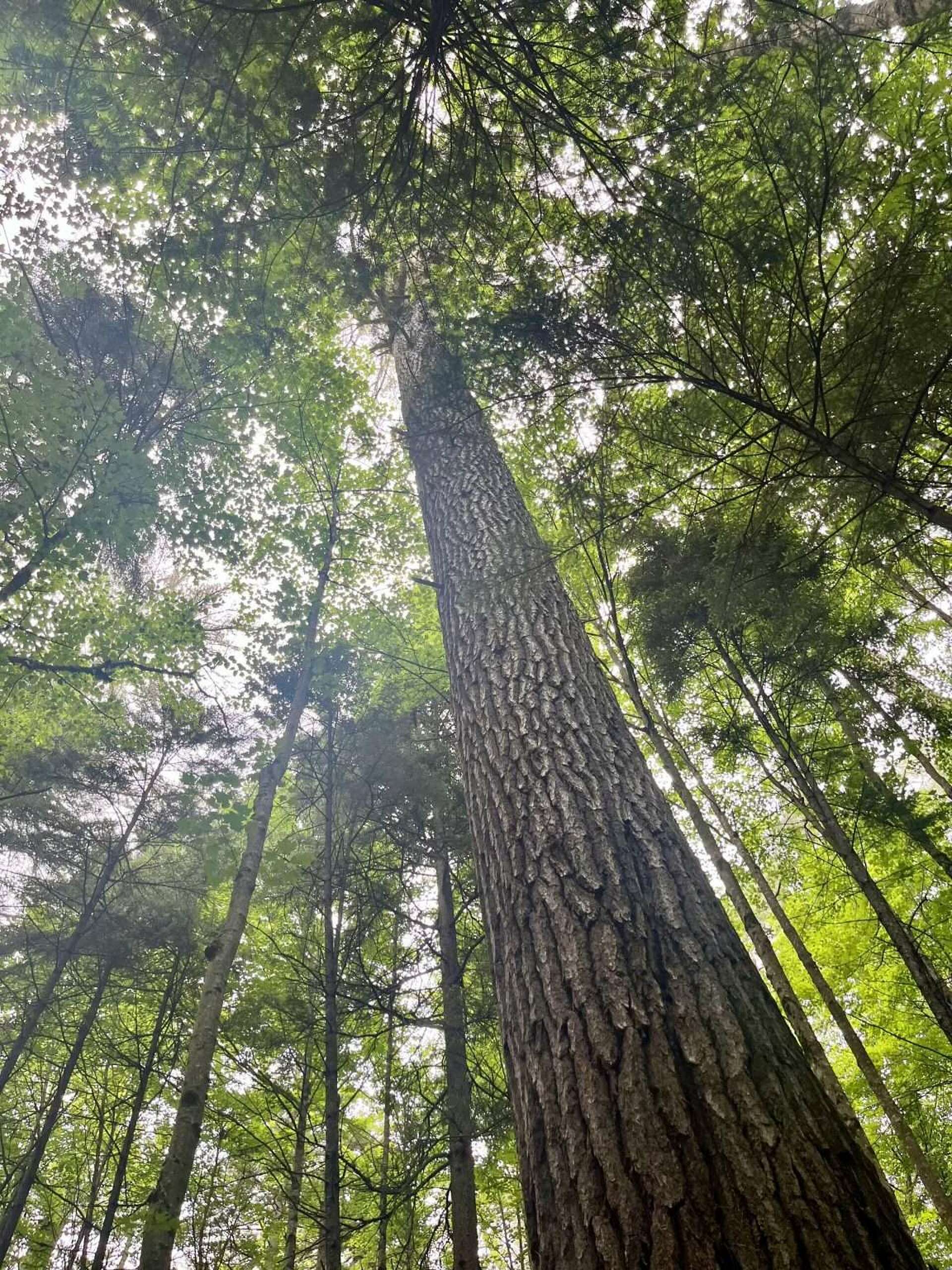 Huge Eastern white pine discovered in Adirondacks