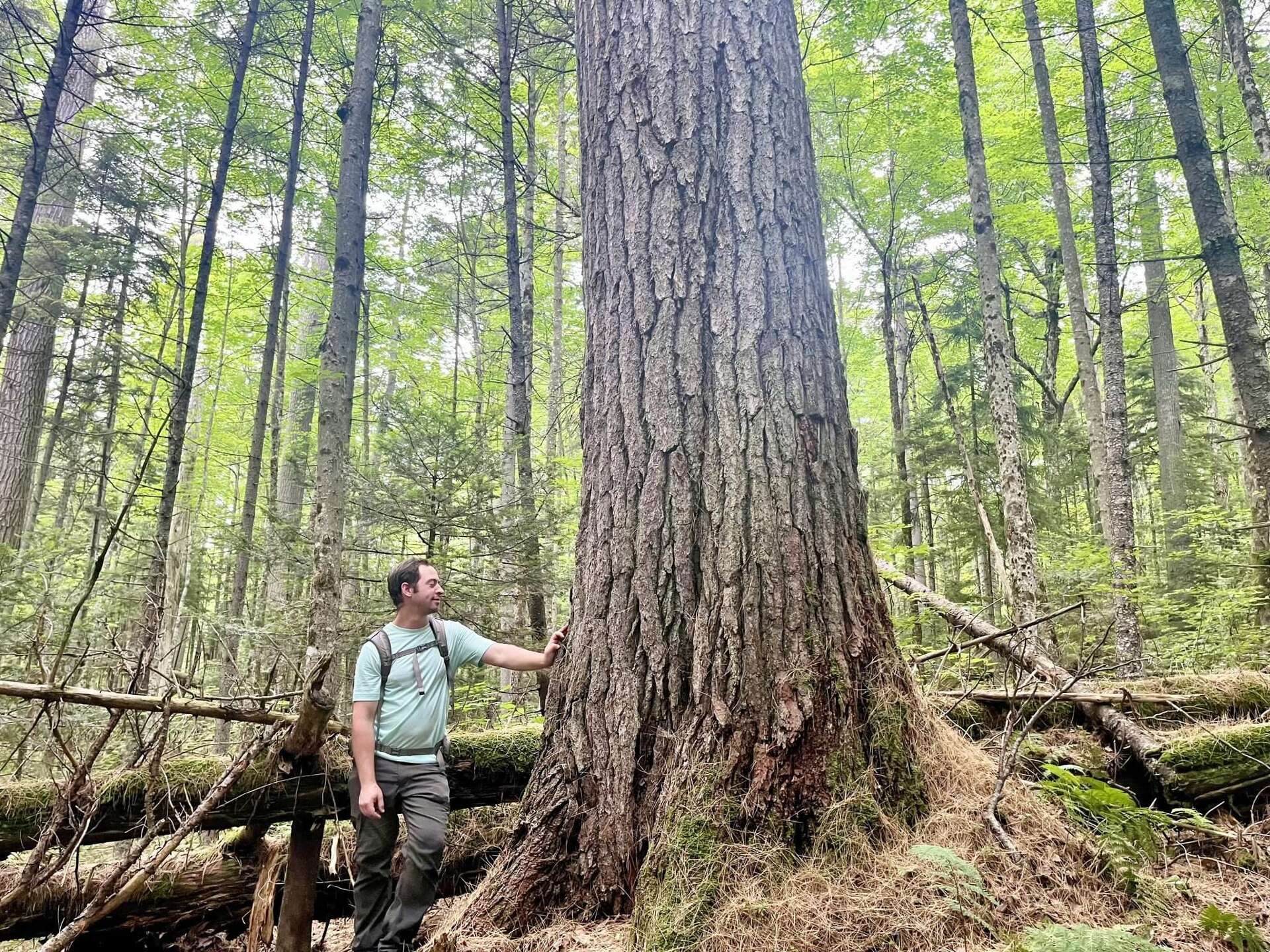 Huge Eastern white pine discovered in Adirondacks
