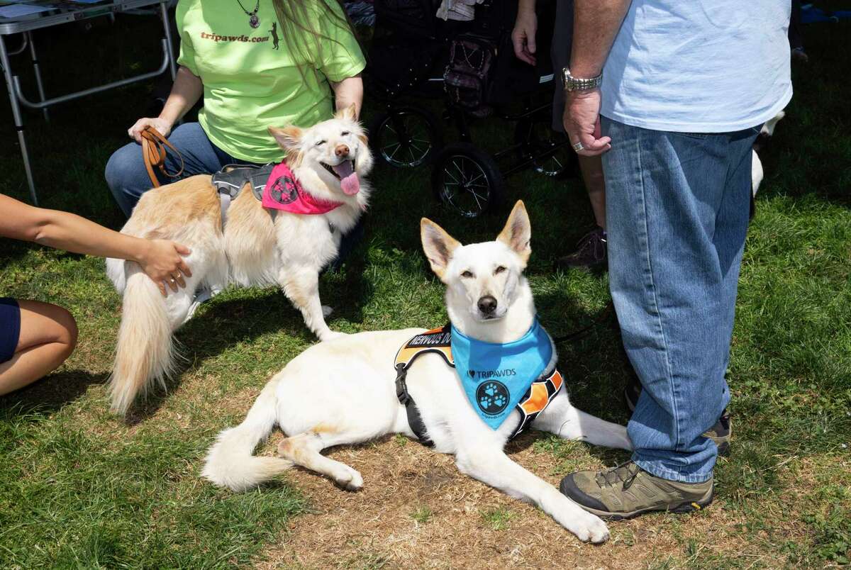 It’s a walk in the park for 3-legged dogs and 2-legged owners in SF