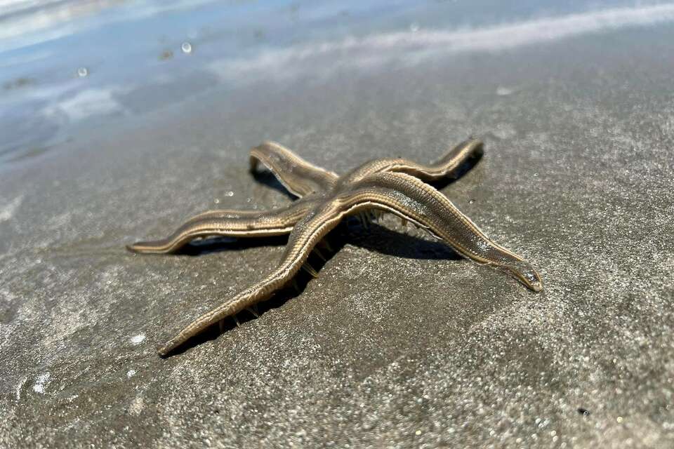 Huge starfish found walking in the surf on Texas beach