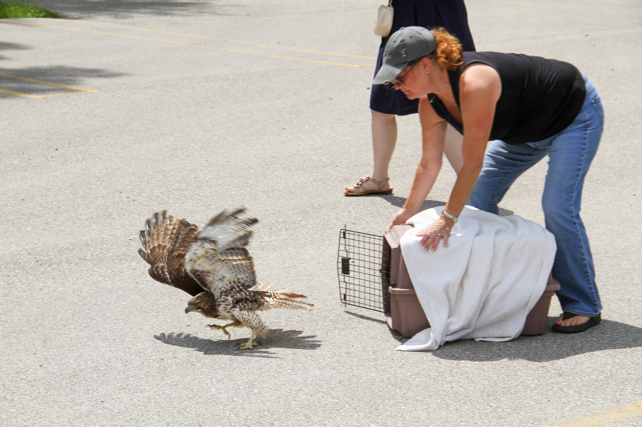 Injured red-tailed hawk released at Northwood after one month of rehab