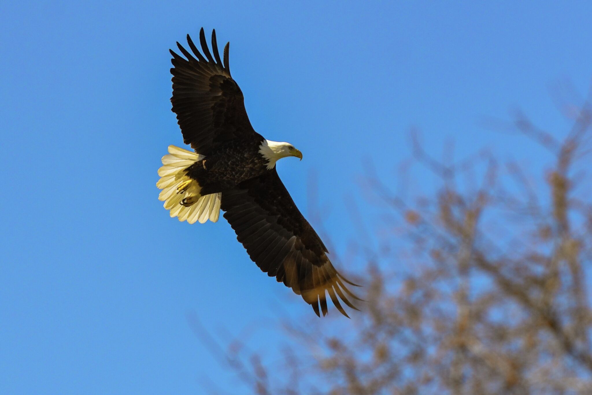 Black Eagle Flying