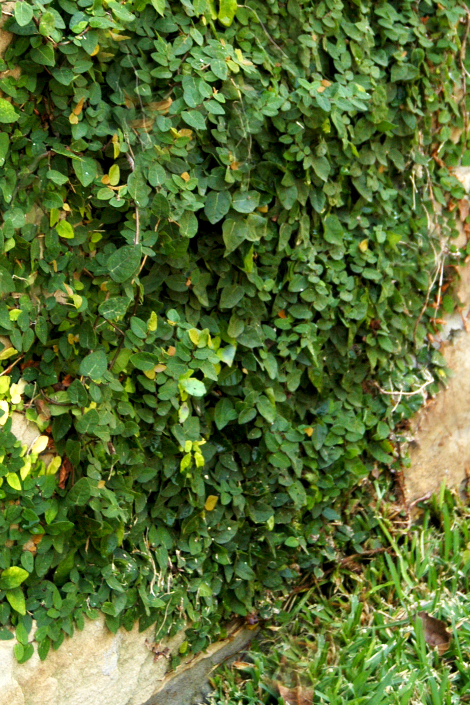 Texas heat, drought may have caused squash's rapid aging