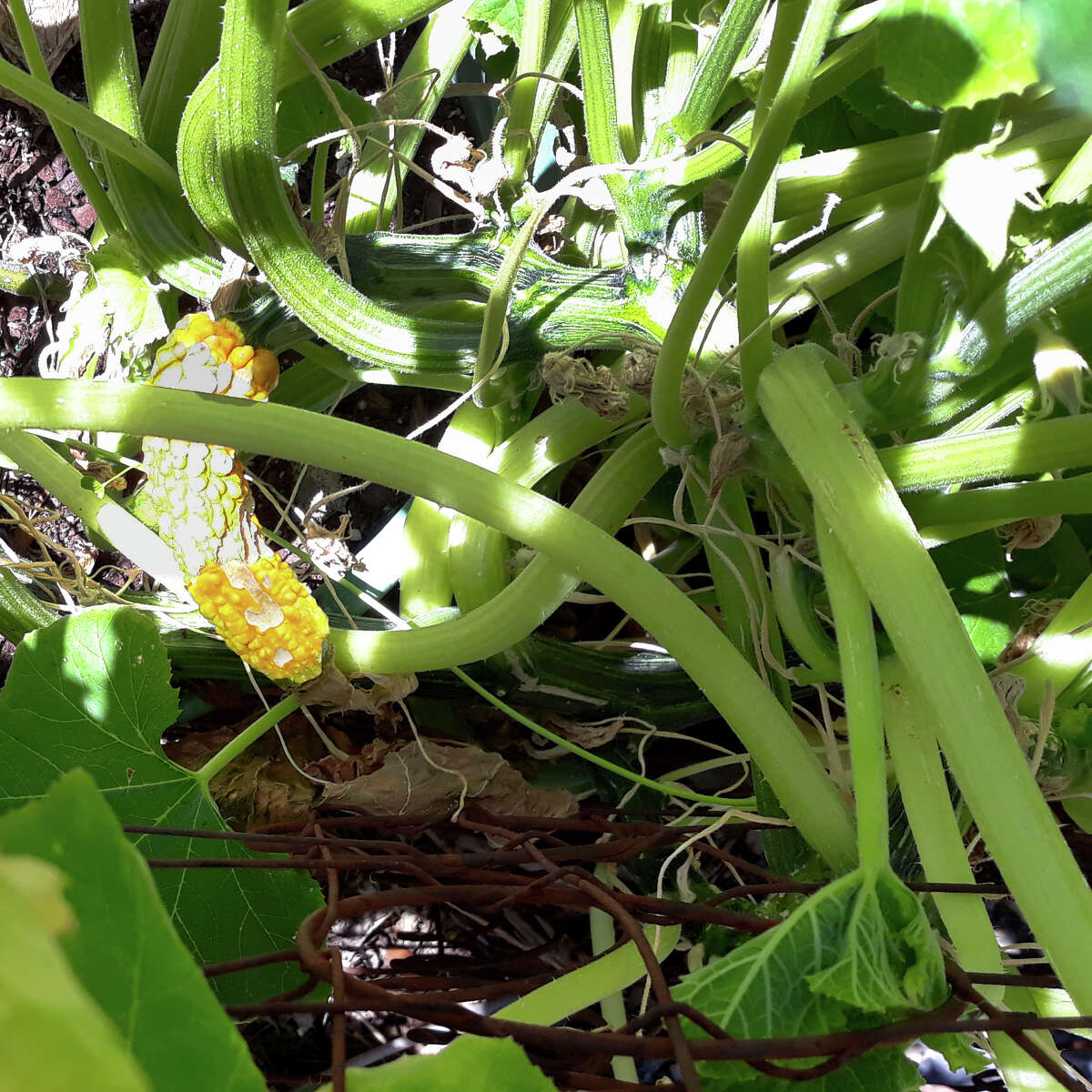 Texas heat, drought may have caused squash's rapid aging