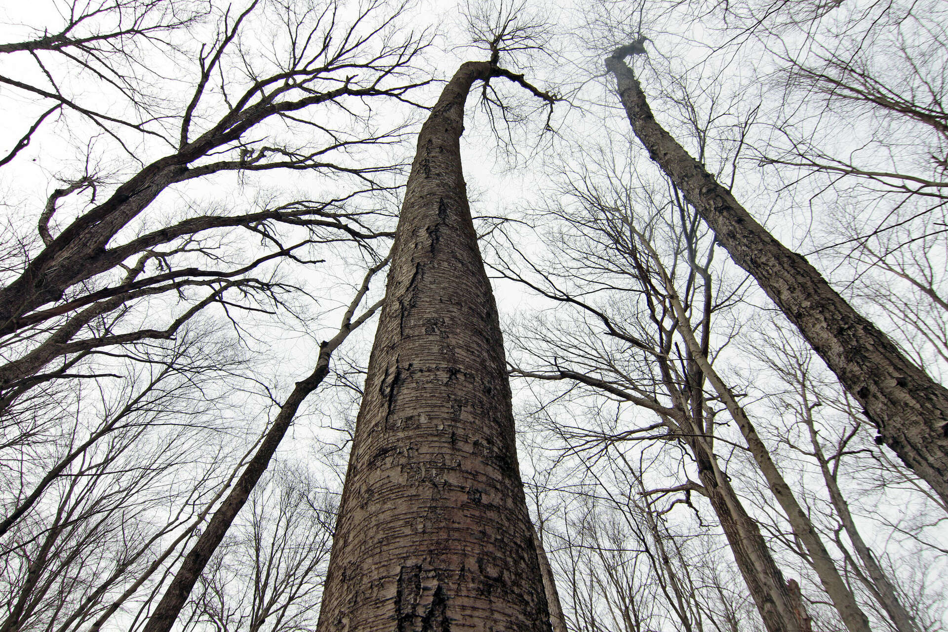 Our climate depends in part on protecting old-growth forests