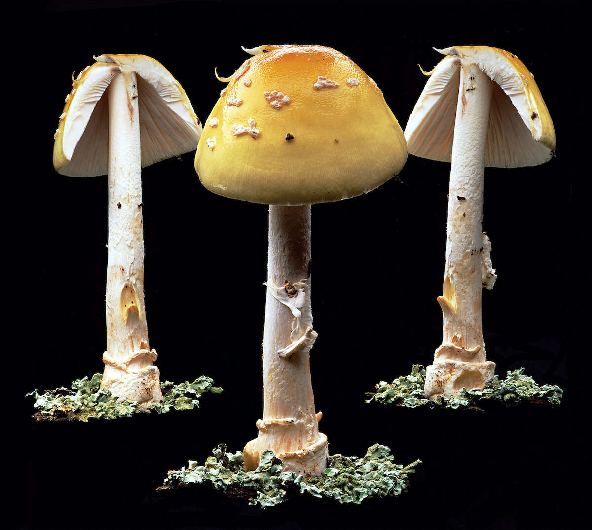 Frank Spinelli’s fungi portraits in “Mushrooms Exposed”