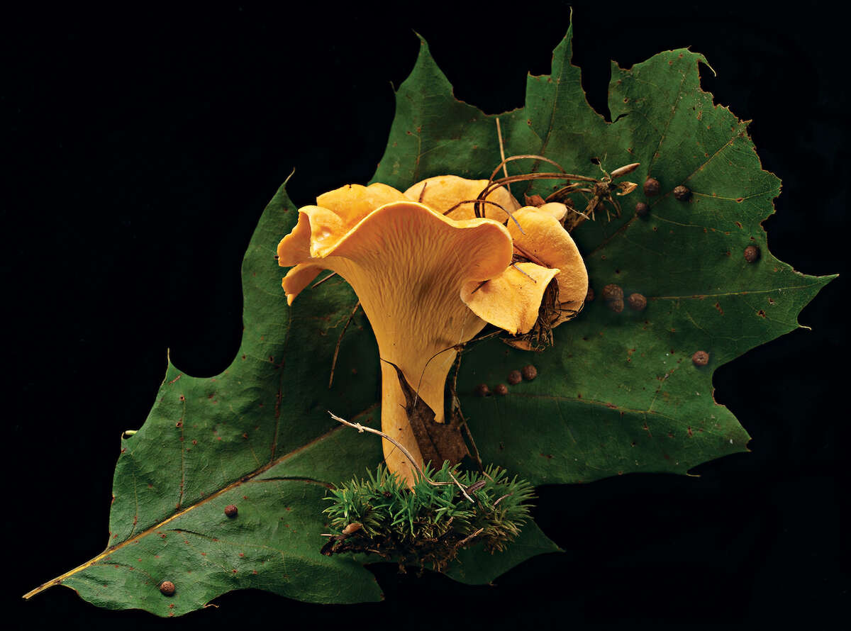 Frank Spinelli’s fungi portraits in “Mushrooms Exposed”