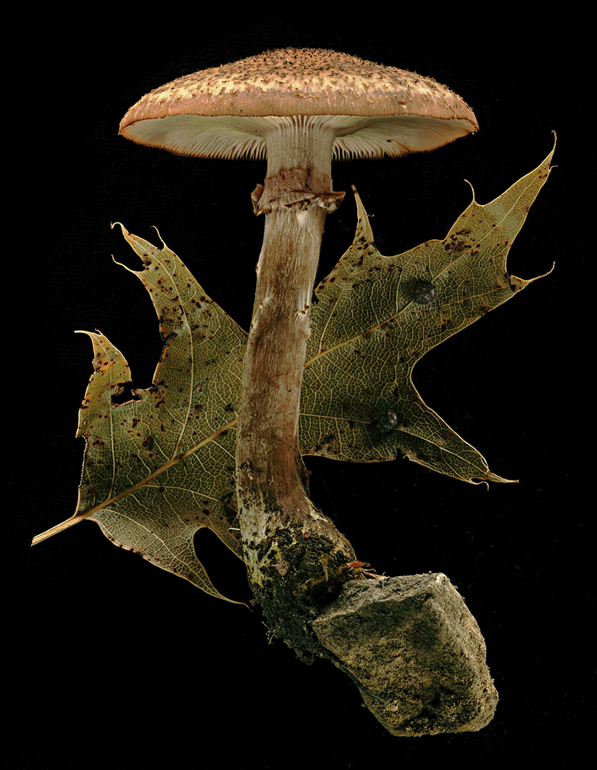 Frank Spinelli’s fungi portraits in “Mushrooms Exposed”