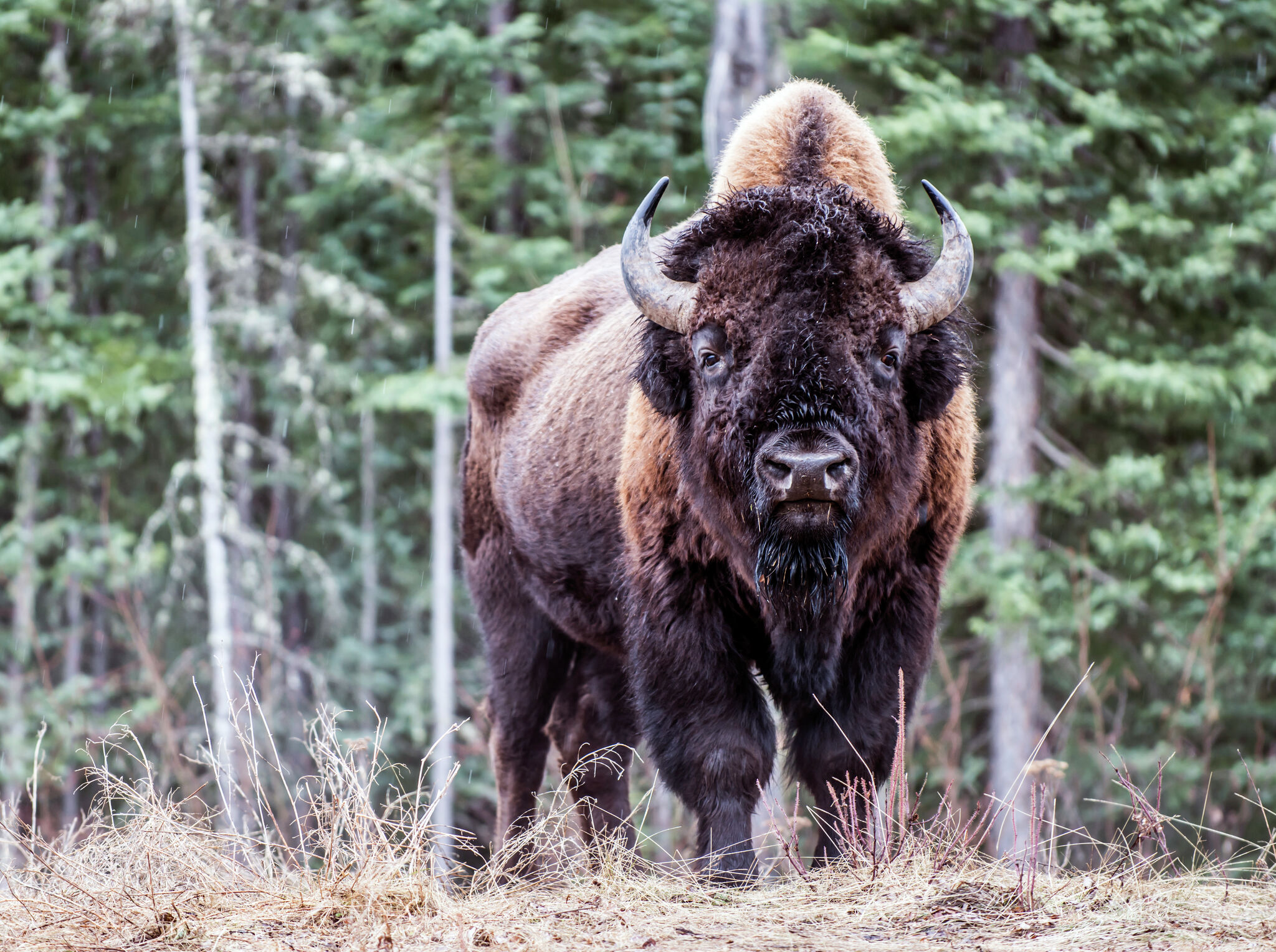 Bison attacks woman at Yellowstone National Park
