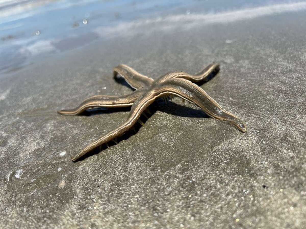 That Port Aransas starfish was big, sure. But they're not that rare.