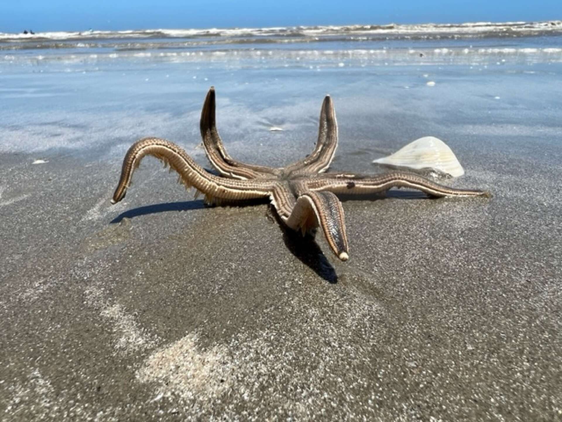 Texas SandFest fills Port Aransas with impressive sand sculptures