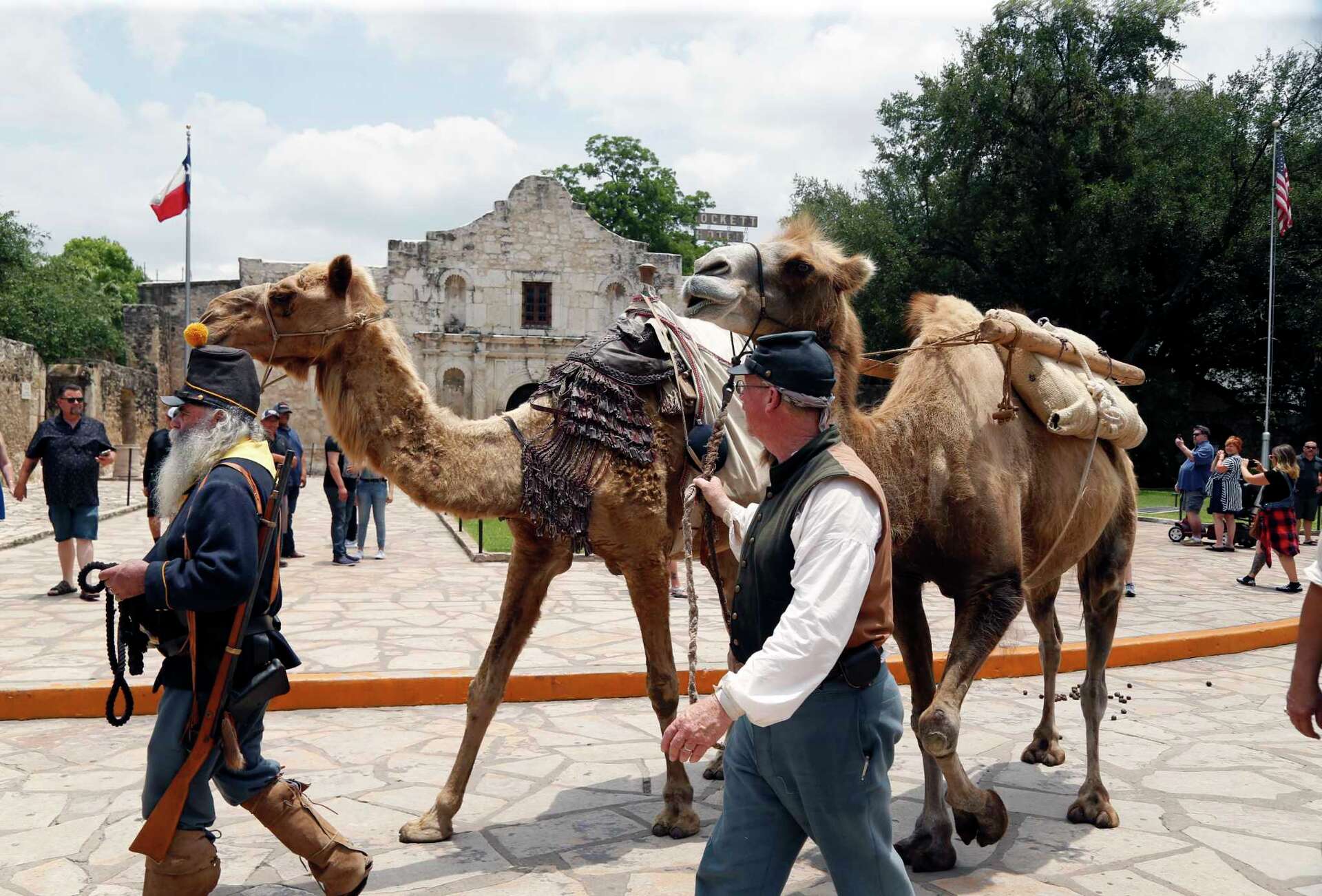 The Alamo will be crawling with camels on Saturday