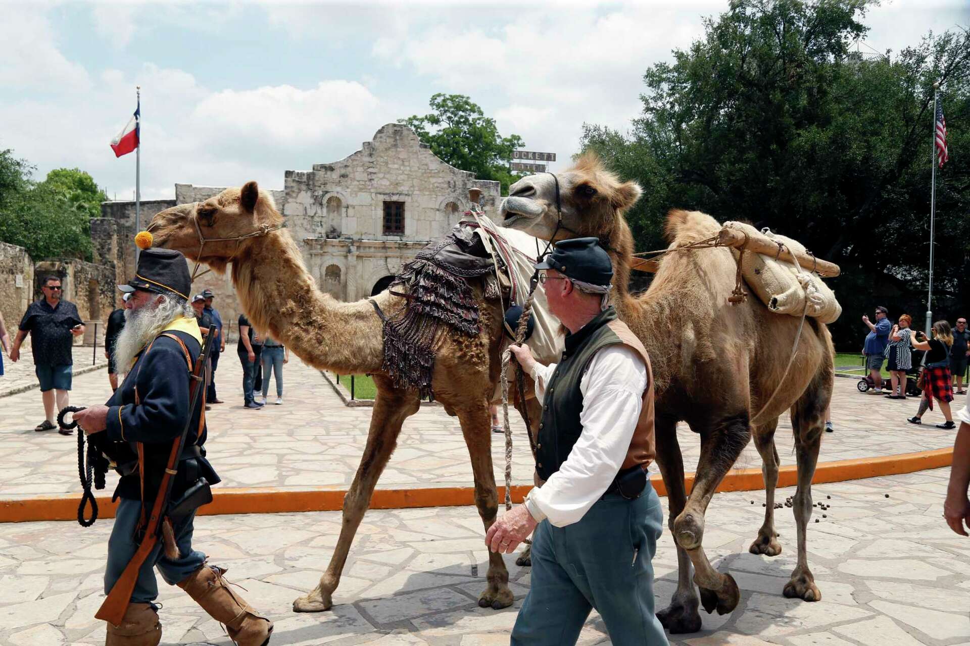 The Alamo will be crawling with camels on Saturday