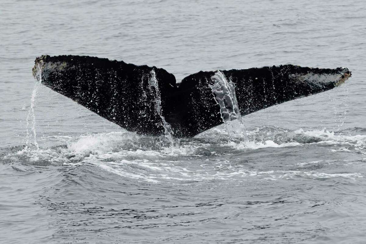 Feds agree to take steps to protect humpback whales off Pacific coast