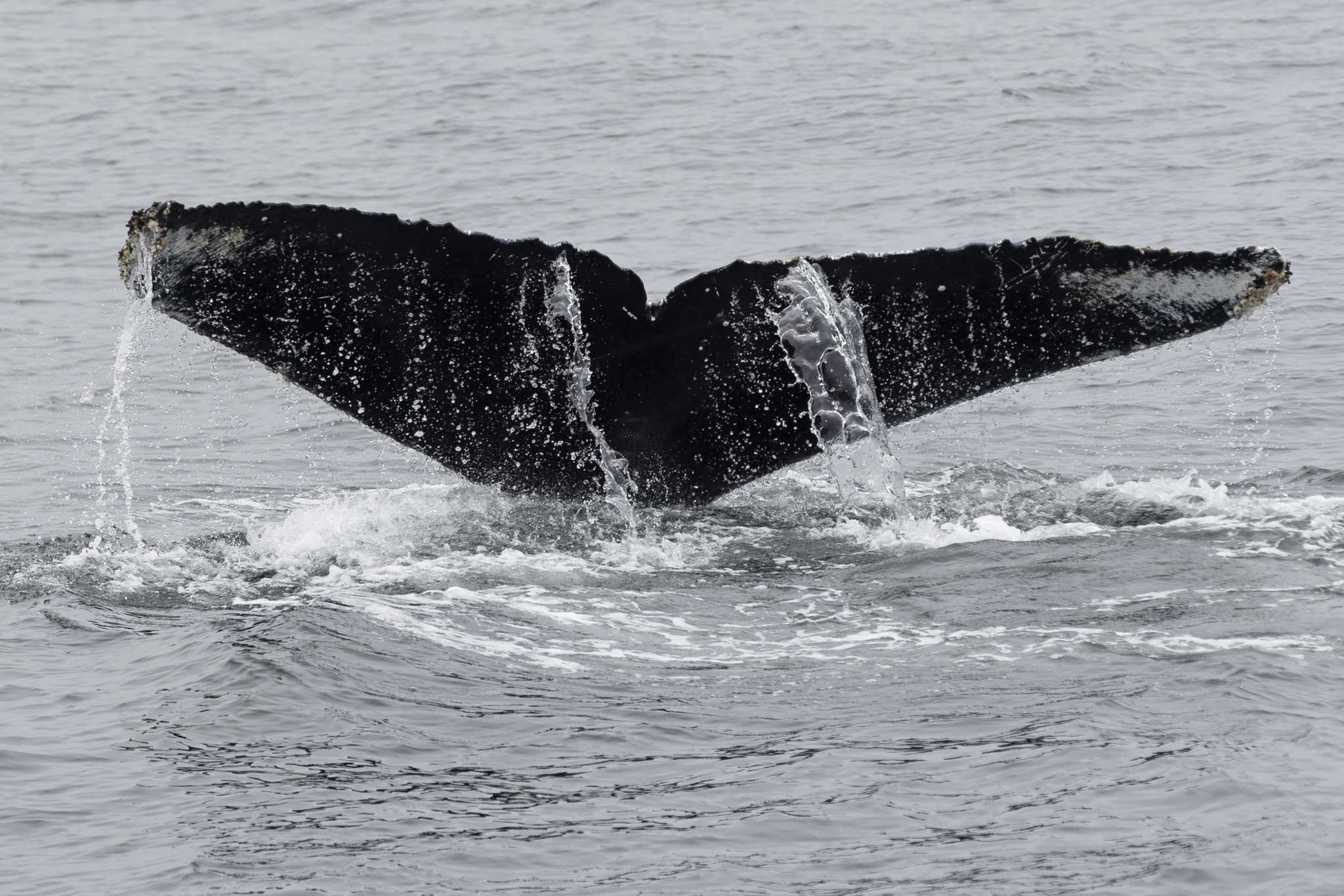 Feds agree to take steps to protect humpback whales off Pacific coast