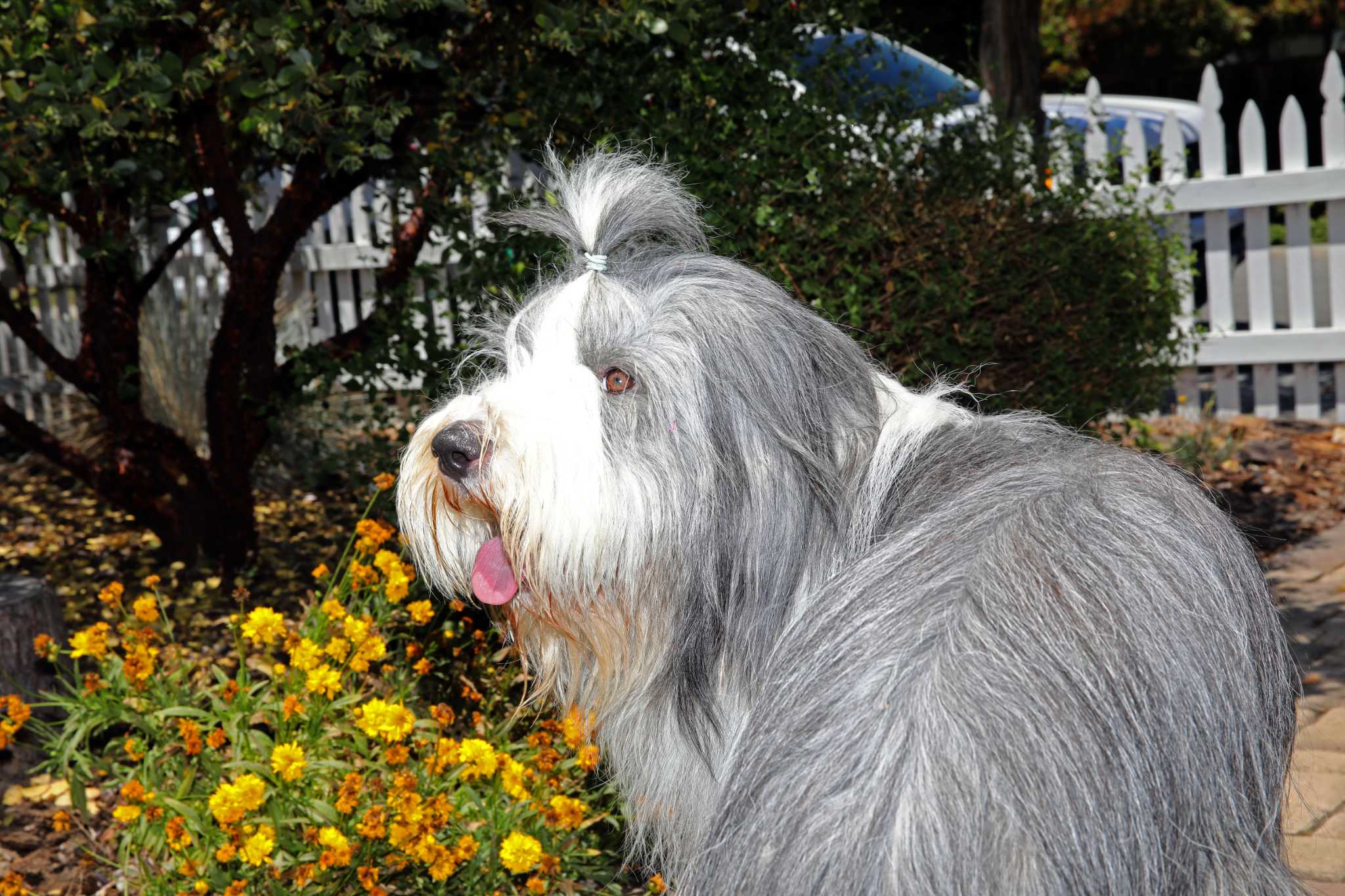 The incredible rescue of a Silicon Valley dog held for ransom