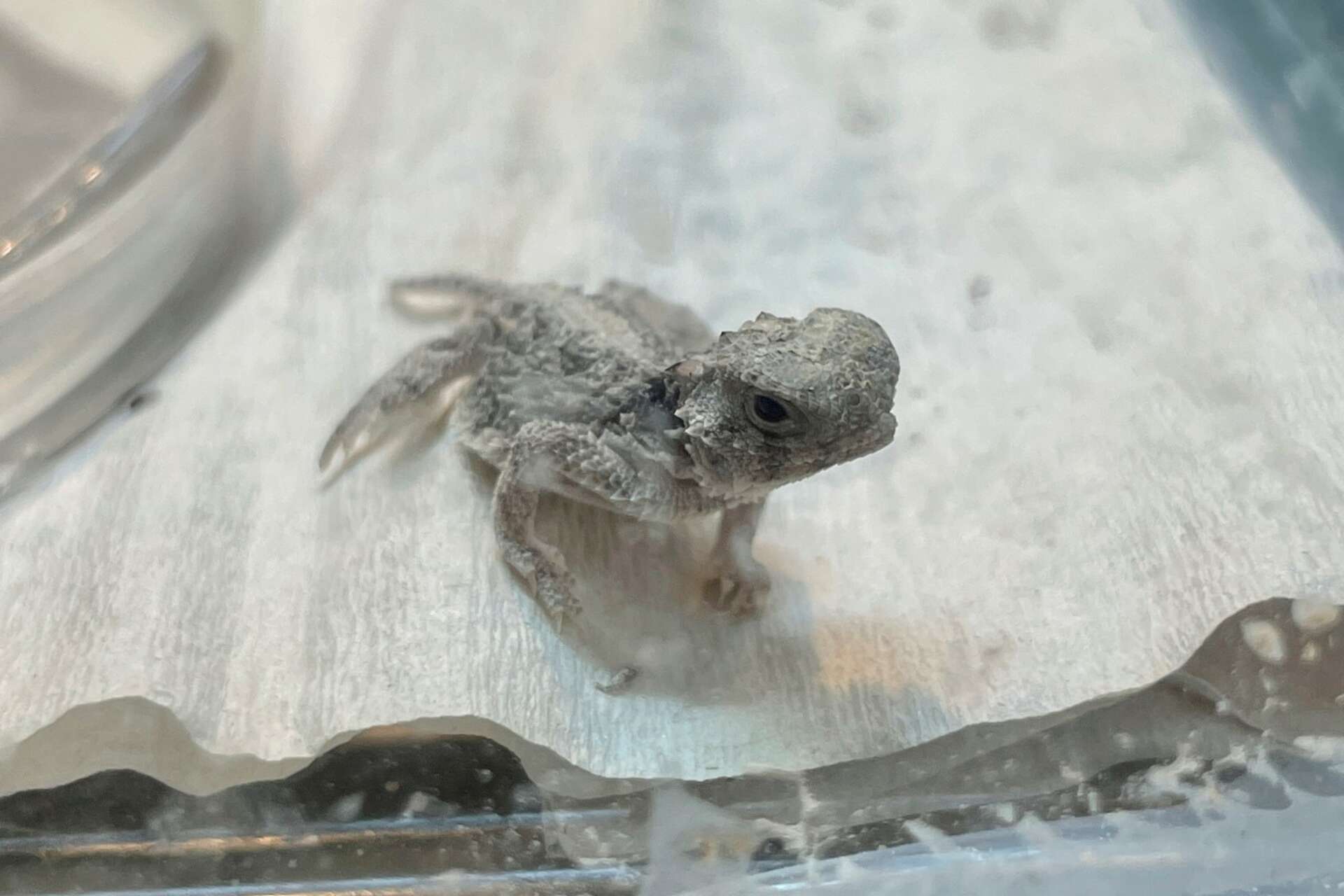 San Antonio Zoo hatches 27 horny toads for conservation