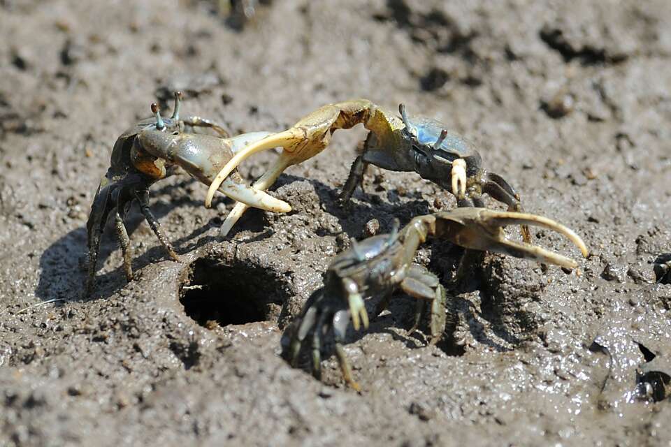 Swarms of fiddler crabs are haunting Texas beach restrooms