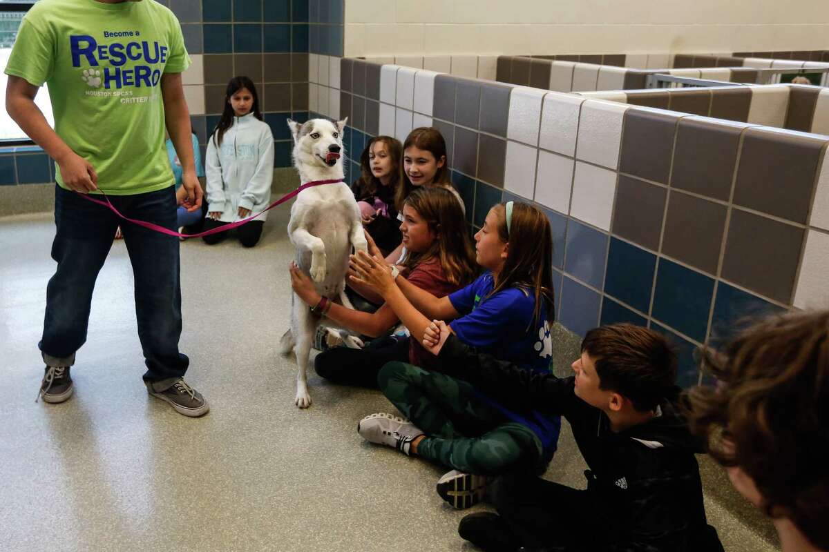 Houston kids meet dogs, learn about careers with animals at camp