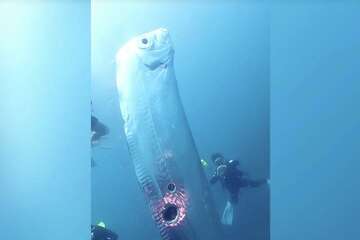 Video: 6-foot 'doomsday fish' baffles deep sea divers