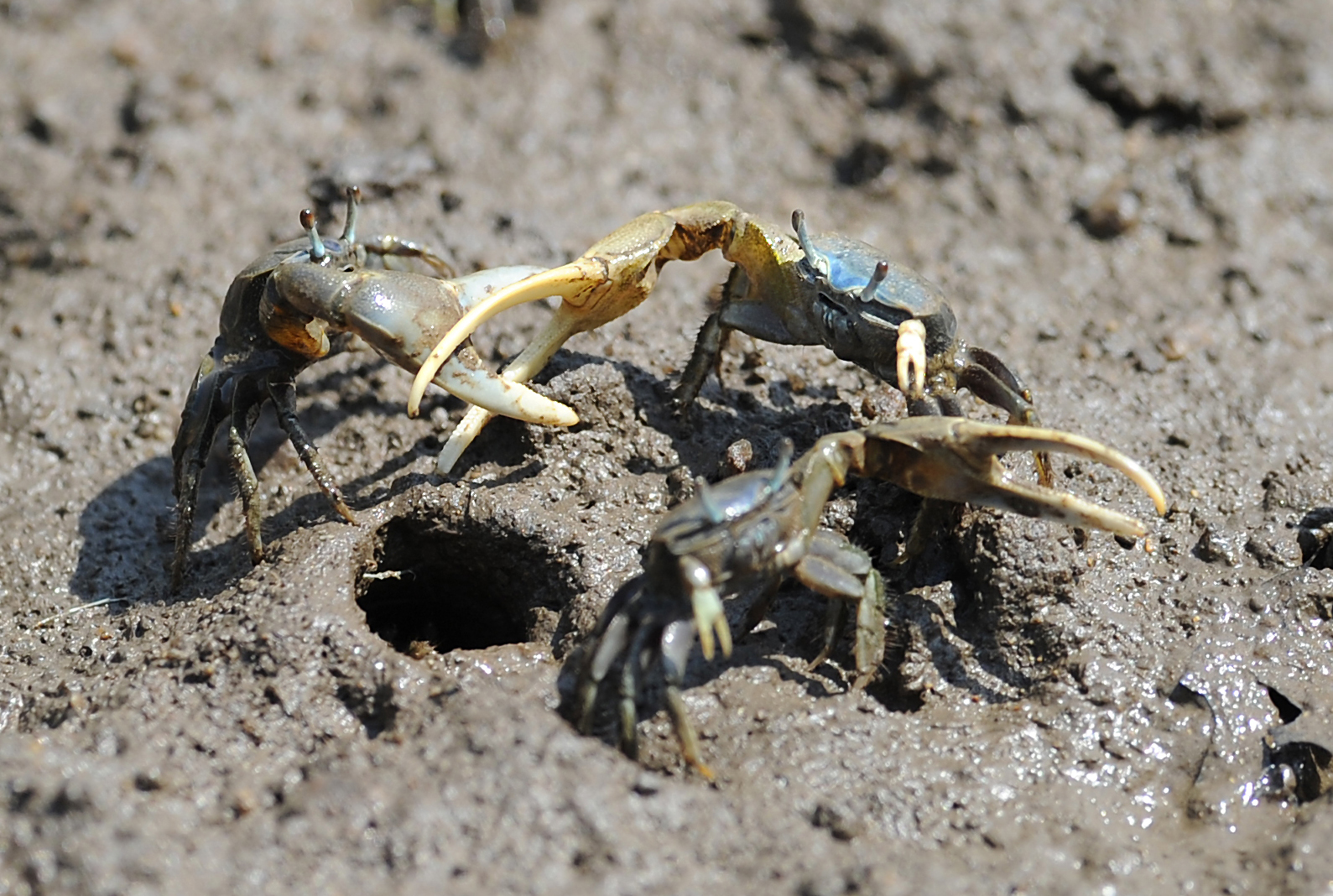 Fiddler Crab Recipes - Home Alqu