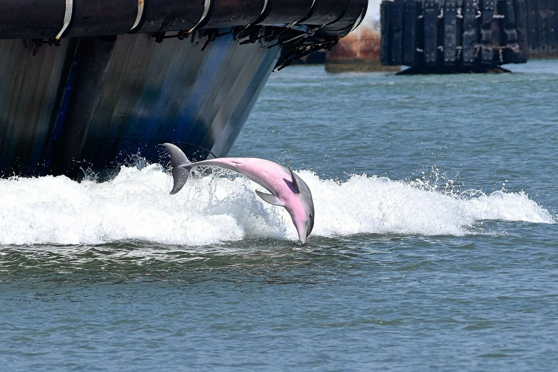 It's so hot in Texas that dolphins are turning pink
