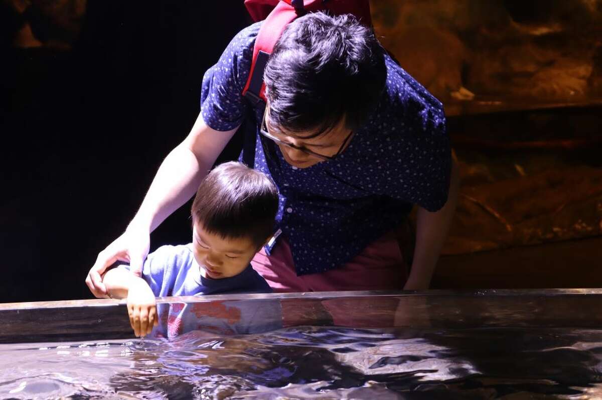 You can touch a threatened fish species at this CT aquarium