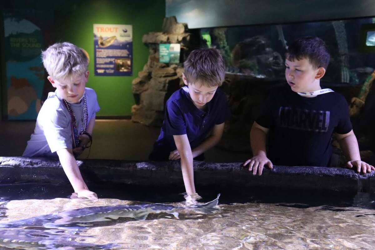 You can touch a threatened fish species at this CT aquarium