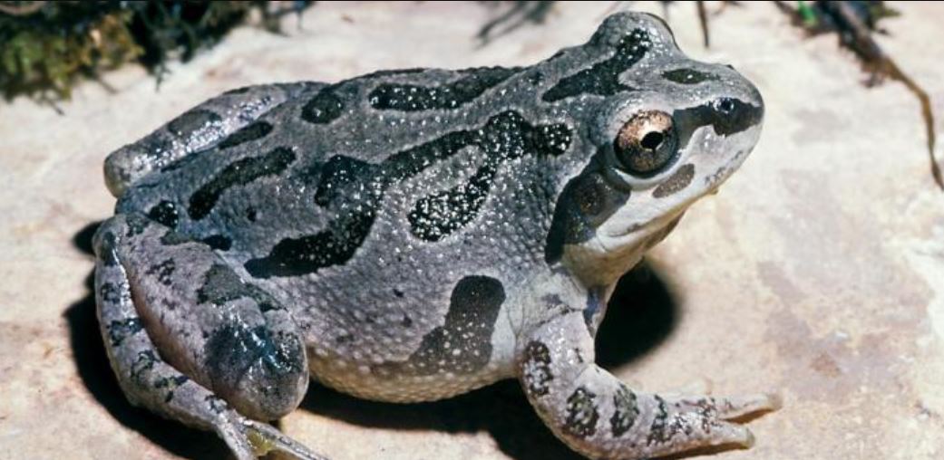Threatened frogs focus of revised pipeline plan near Roxana