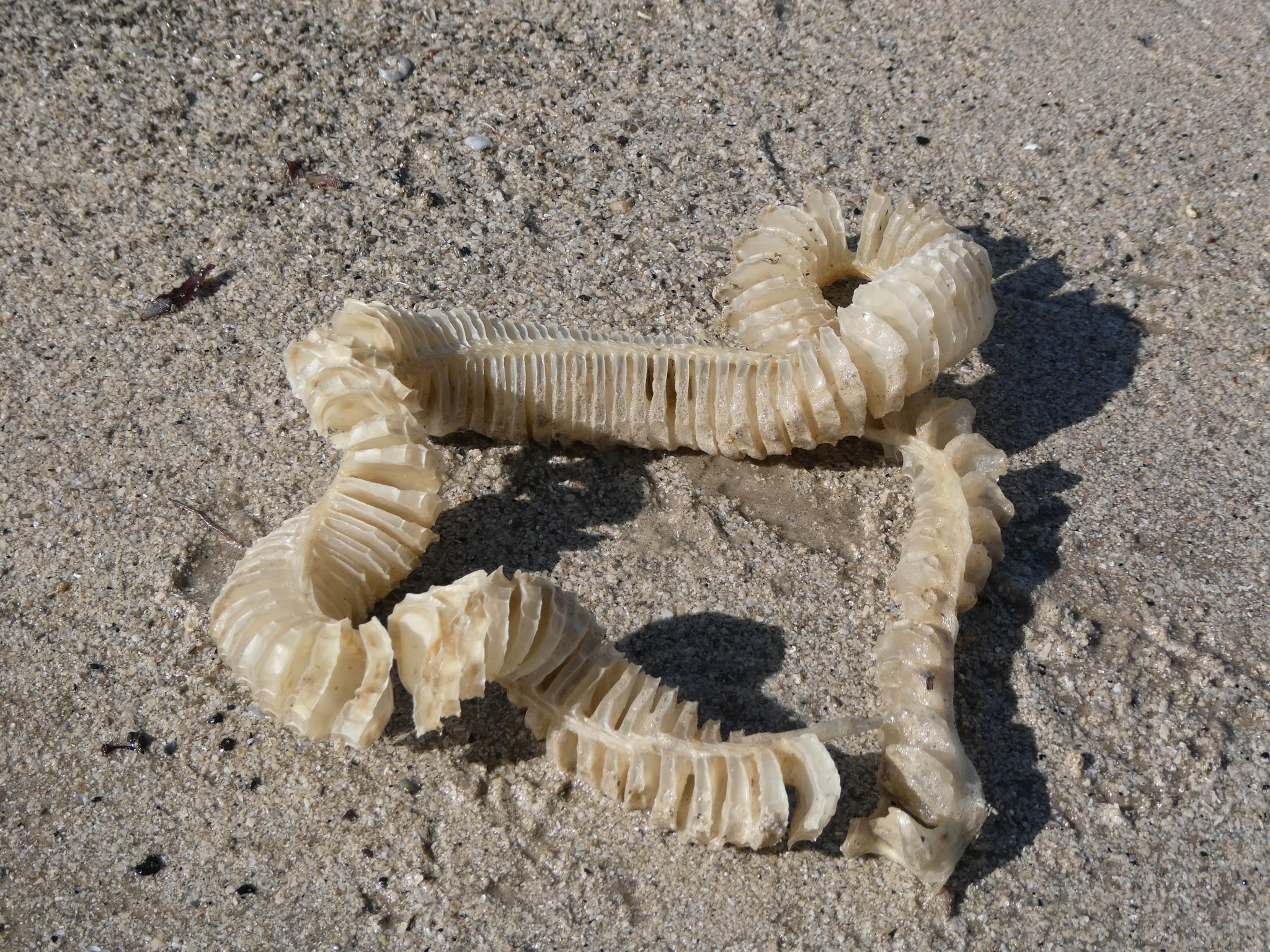 'Cryptic' object washed up on PINS beaches in Texas