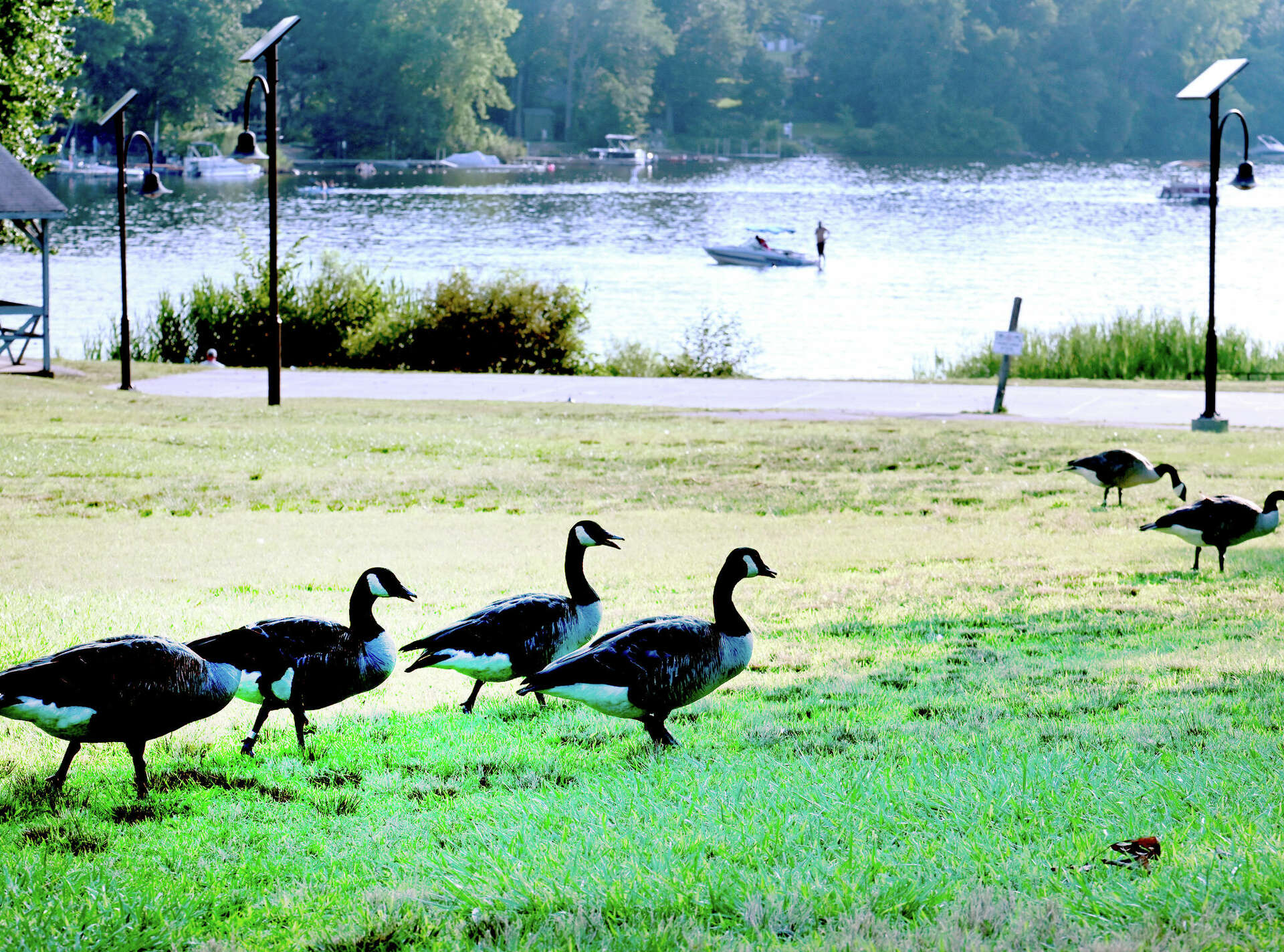 Bristol to vote on plan to kill geese that are taking over city parks